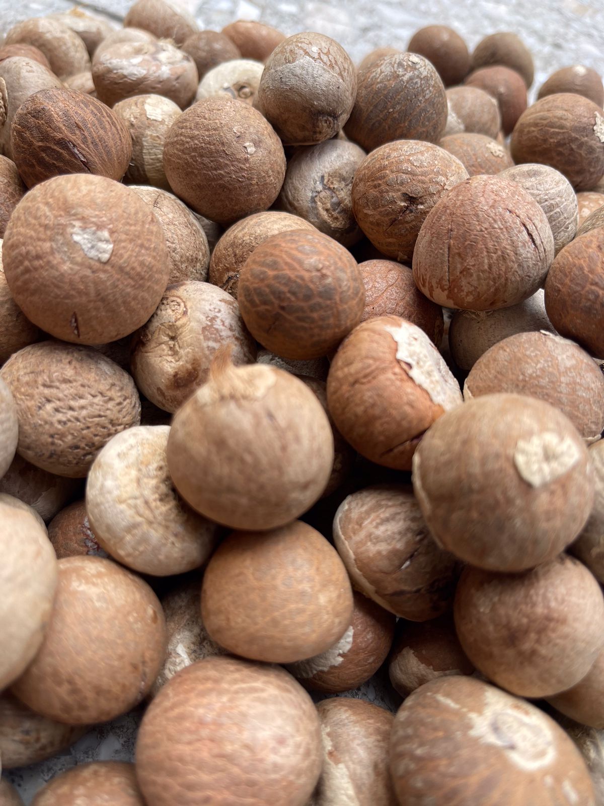 Betel Nut Split & Whole / Round | Inaexport