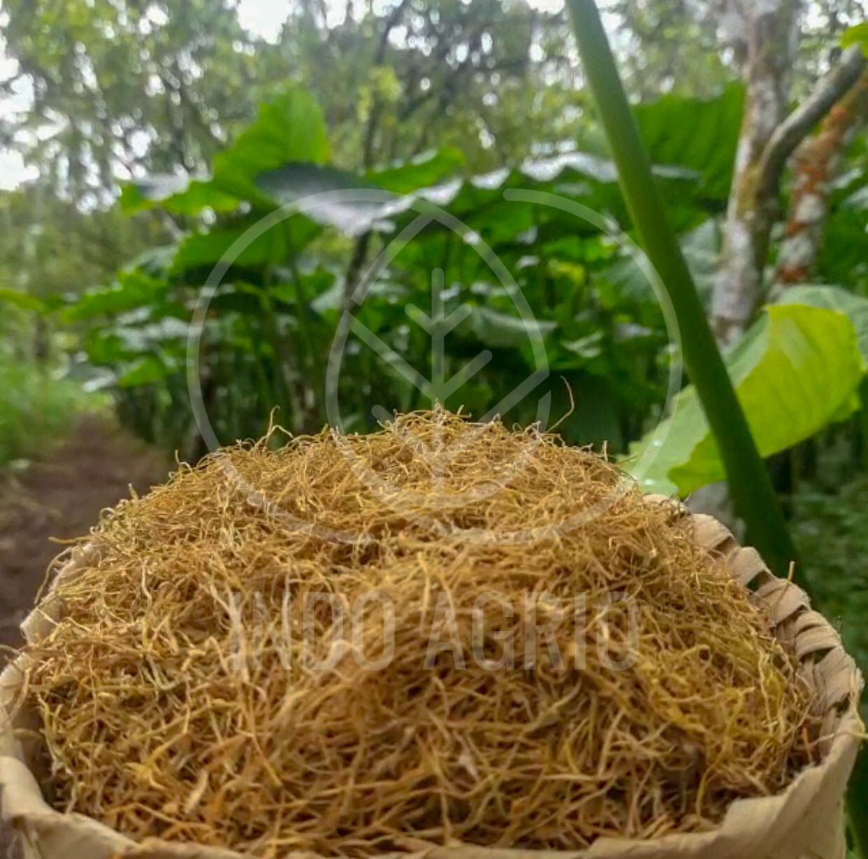 Dried Chopped Taro Leaves | Inaexport