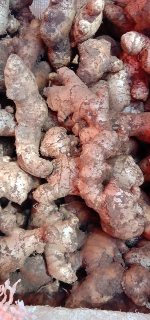 Java Ginger (Jahe Emprit) | Inaexport