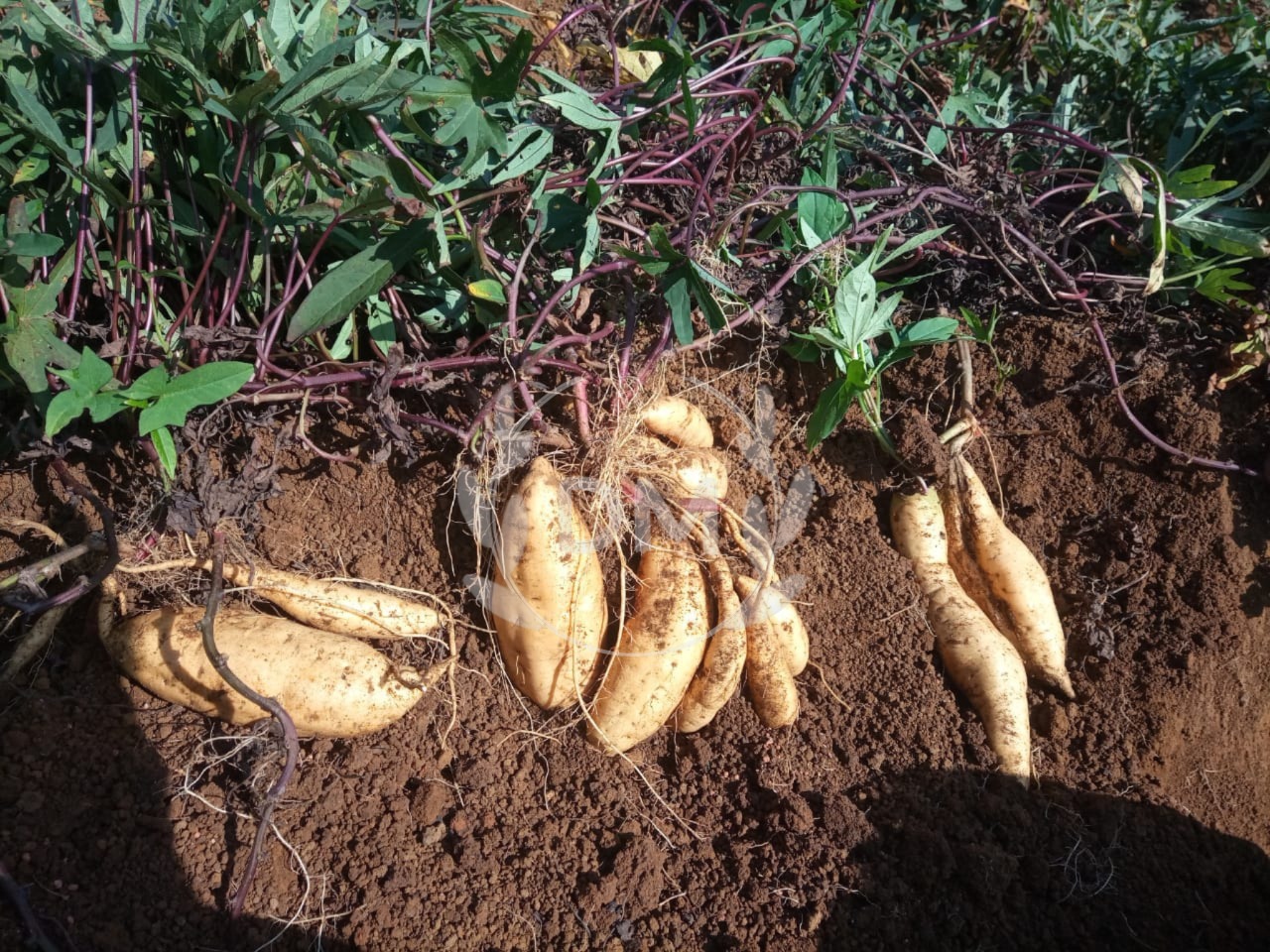 Honey Sweet Potato (Ubi Cilembu) | Inaexport
