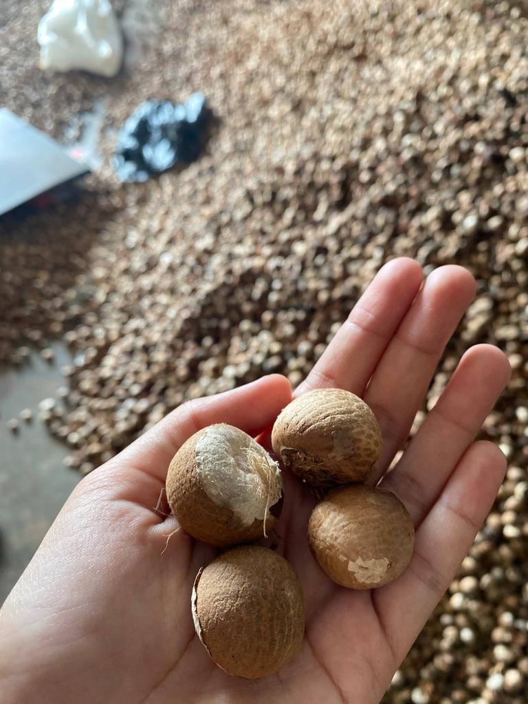 Split Betel Nut | Inaexport