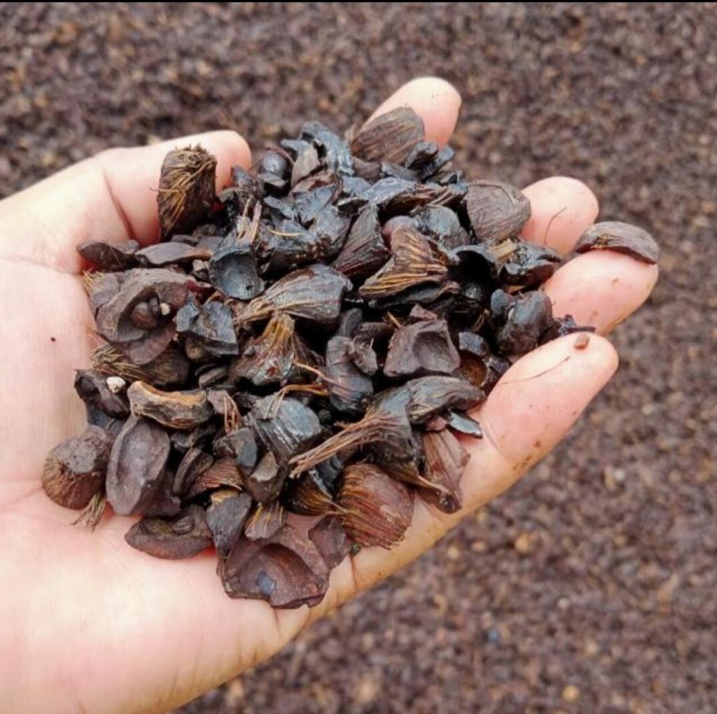 Palm Kernel Shell | Inaexport