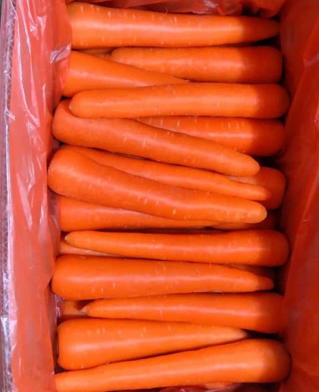 Fresh Carrot | Inaexport