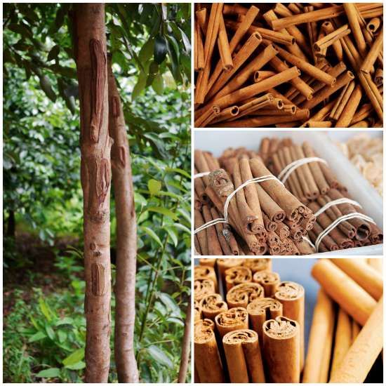 True Cinnamon from Indonesia: Herbs and Spices | Inaexport