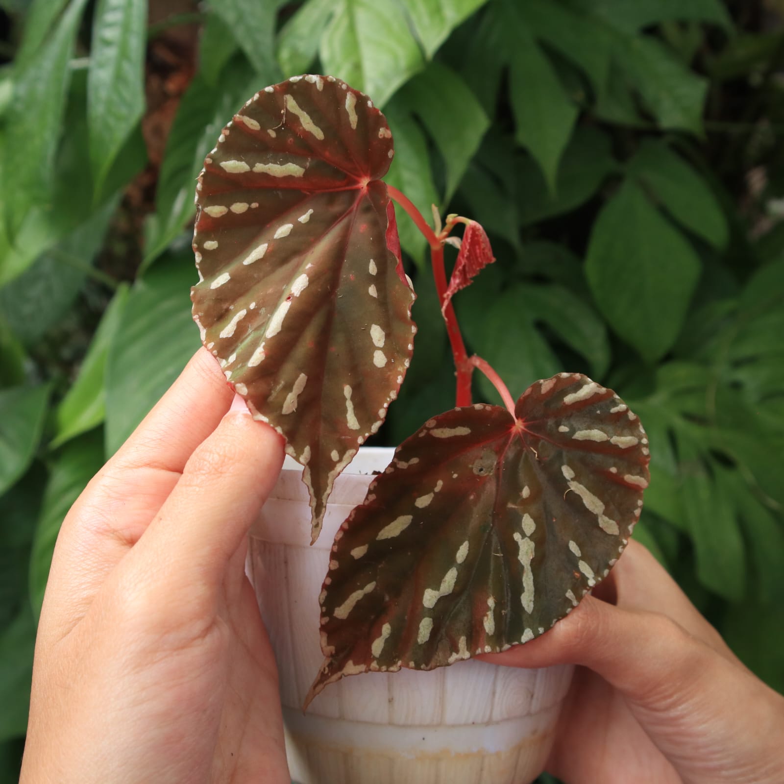 Begonia Atrica Sumatra White Line | Inaexport