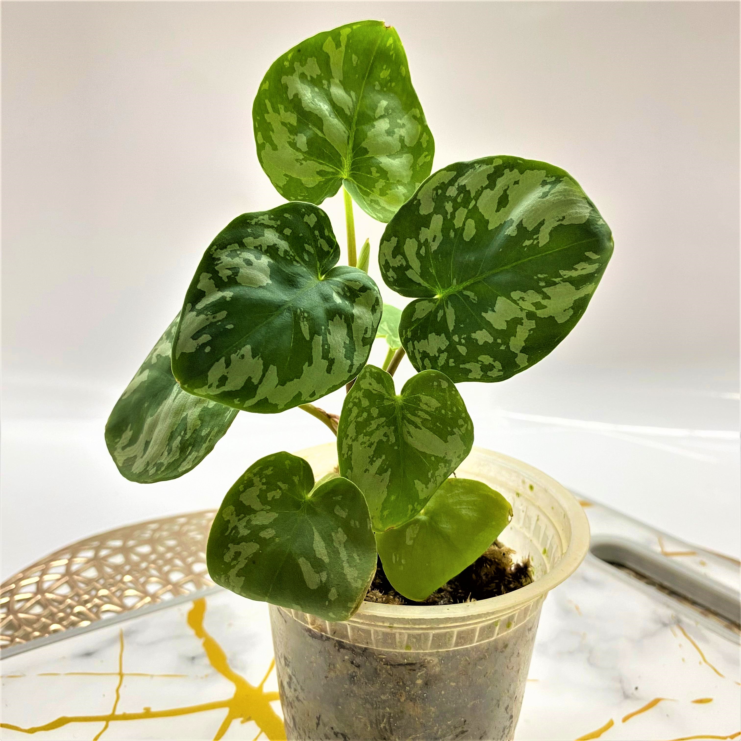 Homalomena sp Army | Inaexport