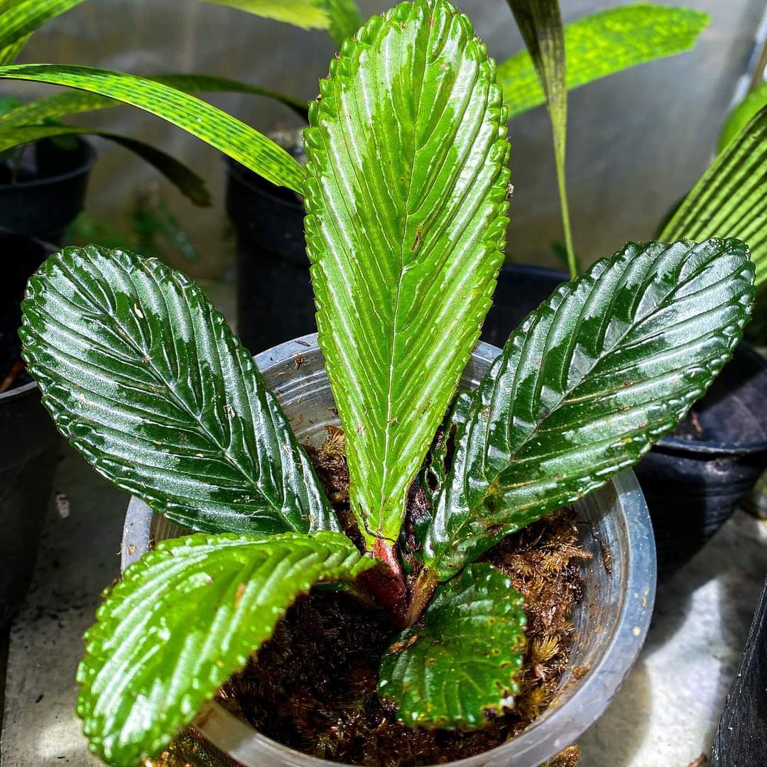 Acranthera sp Borneo | Inaexport