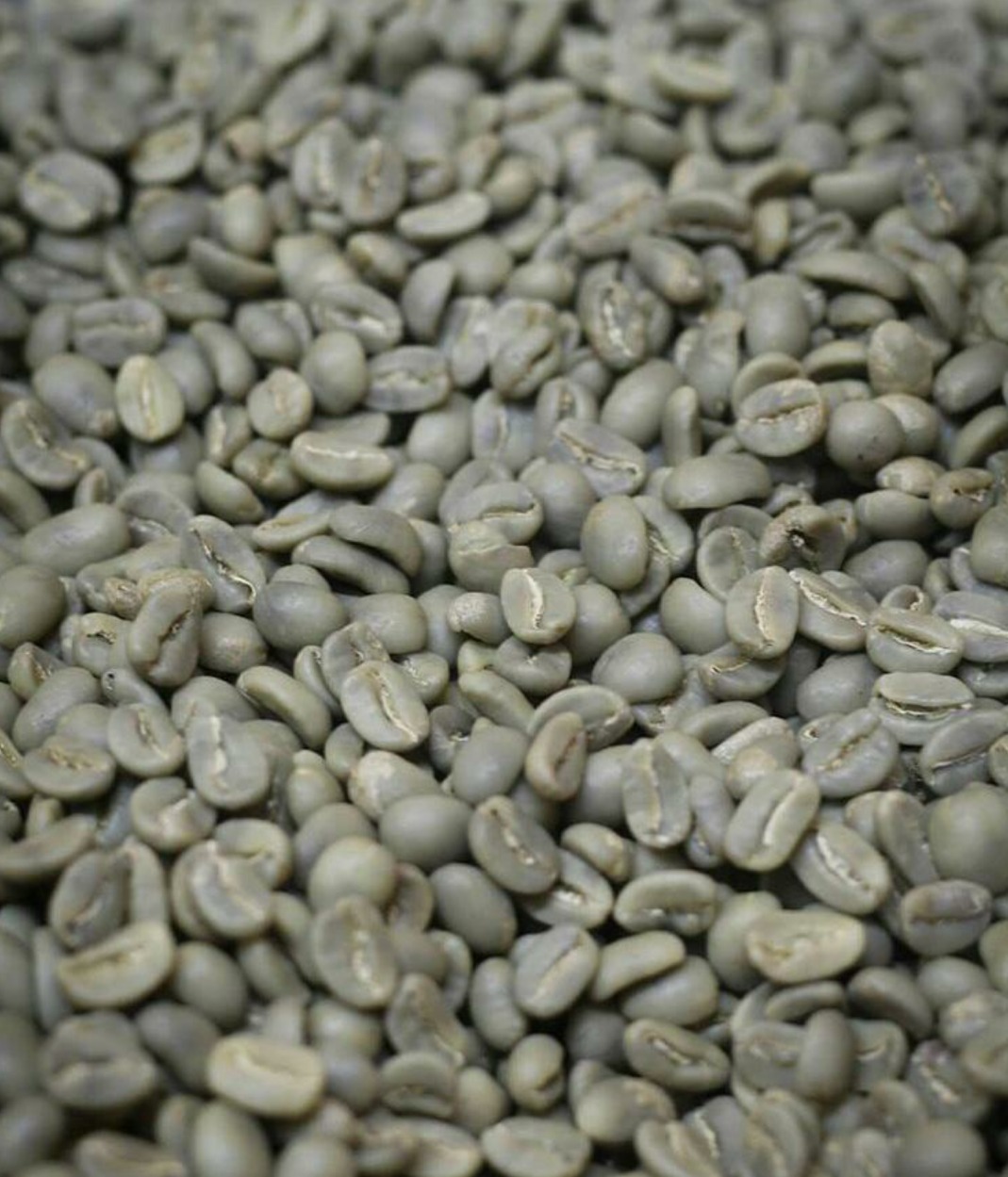 Arabica full wash specialty (Washed) | Inaexport