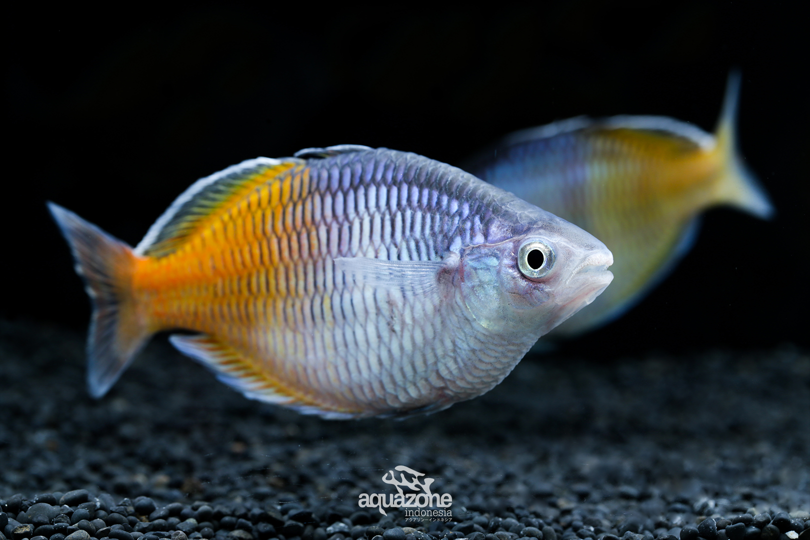 Boesemani Rainbow - Tropical Fish | Inaexport
