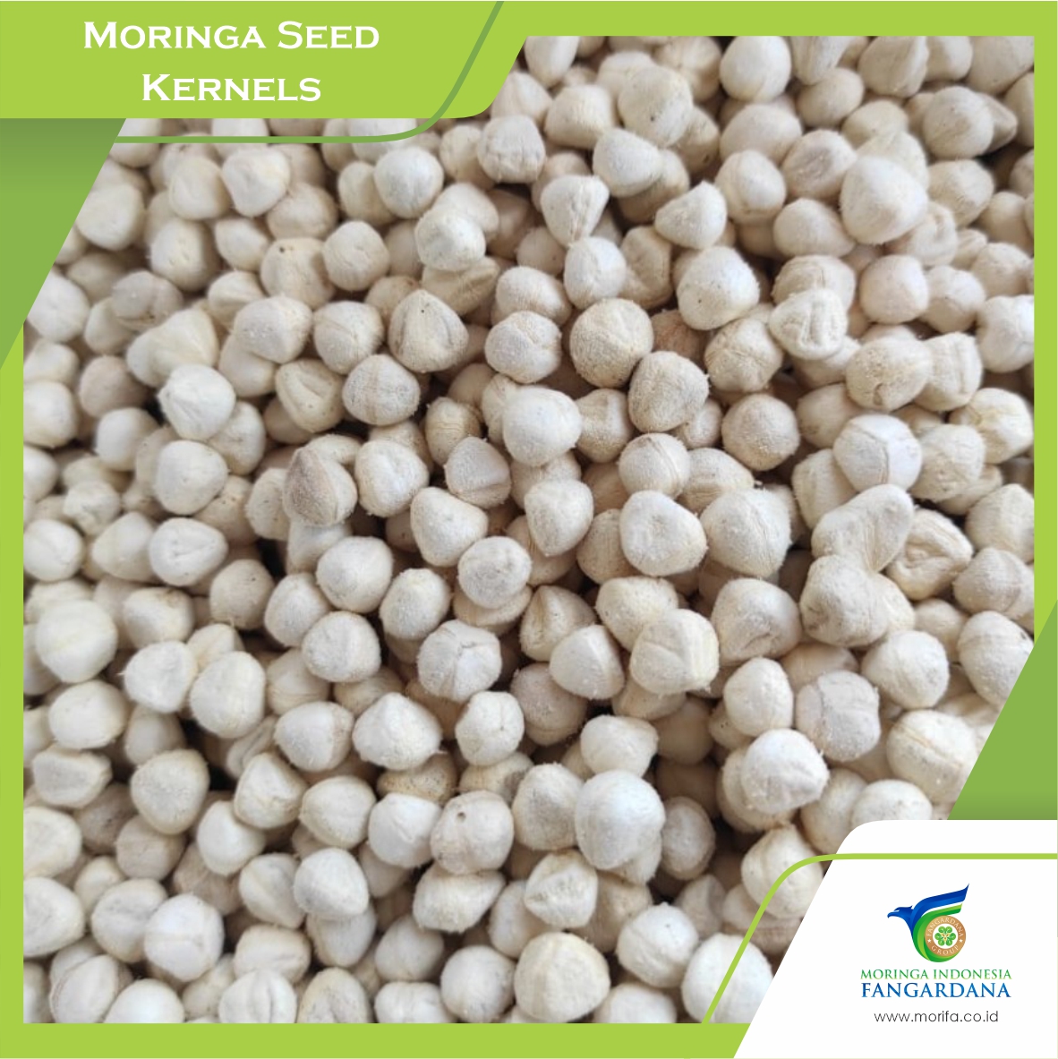 MORINGA SEED KERNELS | Inaexport
