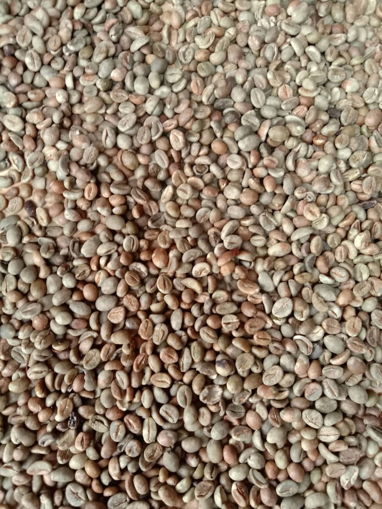 AP Spec Grade 1 Robusta Green Coffee Beans | Inaexport
