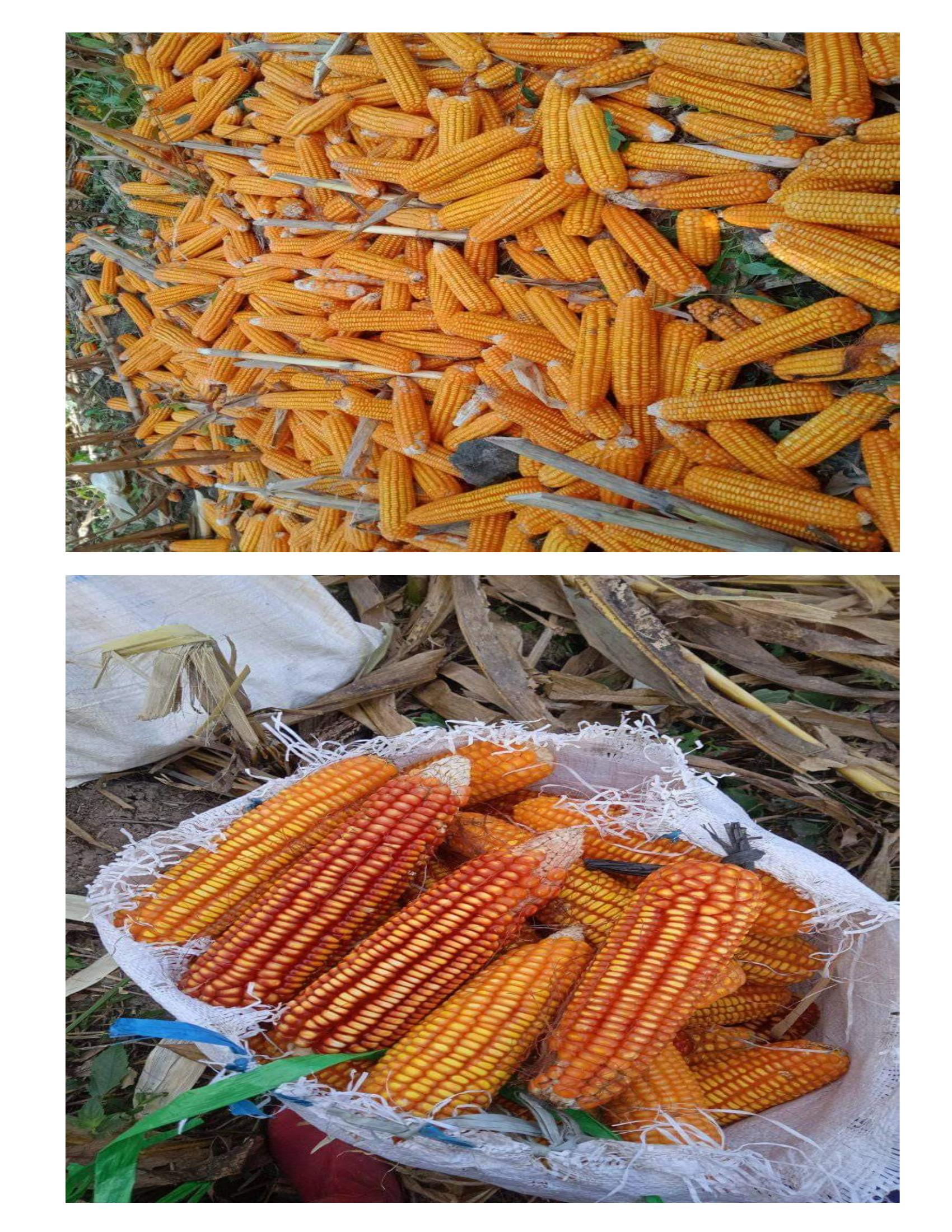 Corn | Inaexport