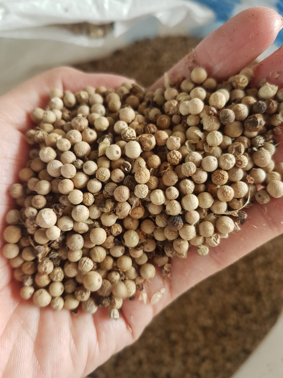 WHITE PEPPER INDONESIA | Inaexport