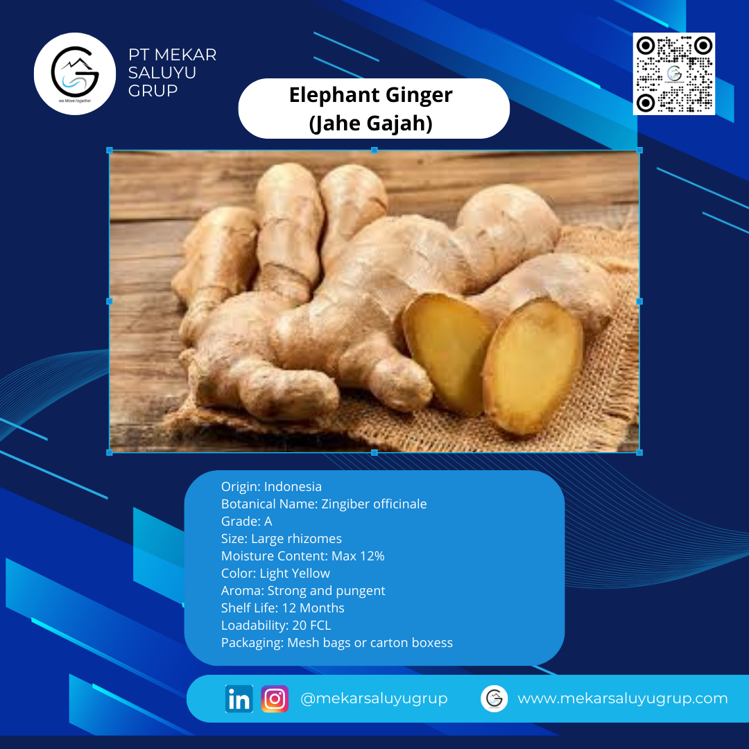 Elephant Ginger (Elephant Ginger) | Inaexport