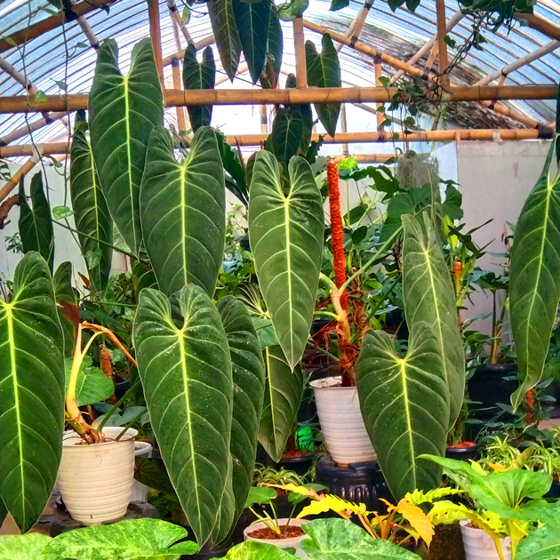 Philodendron Collection – Rare & Exotic Varieties | Inaexport