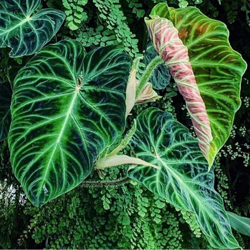 Philodendron Collection – Rare & Exotic Varieties | Inaexport