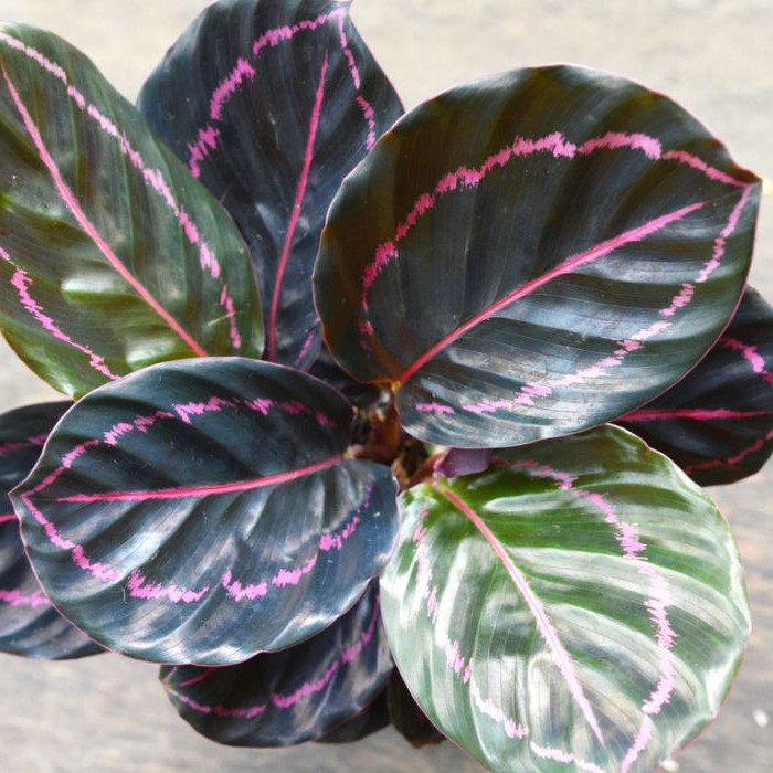 Calathea Varieties | Inaexport