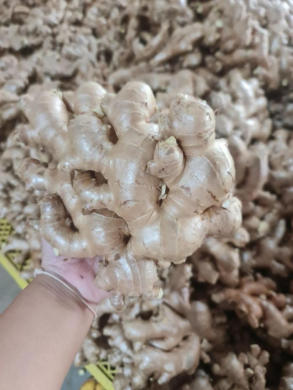 Elephant Ginger | Inaexport