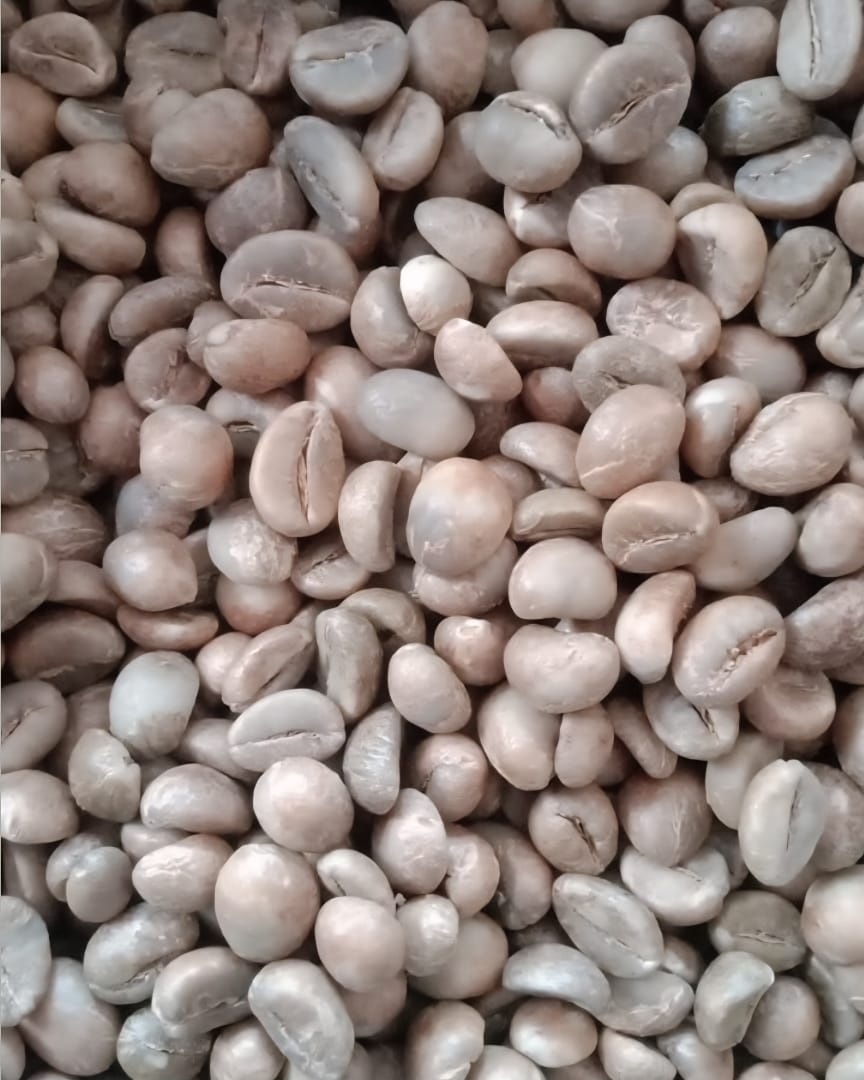 Coffee Bean Arabica Bajawa Flores, NTT-Indonesia | Inaexport
