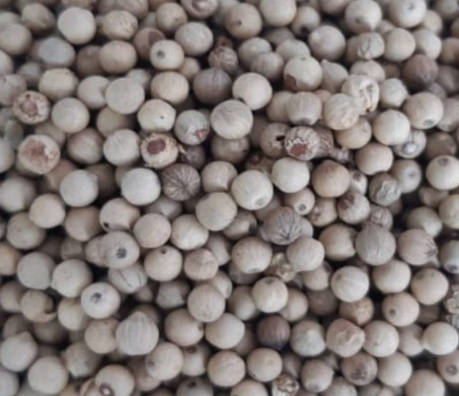 White Pepper Whole | Inaexport