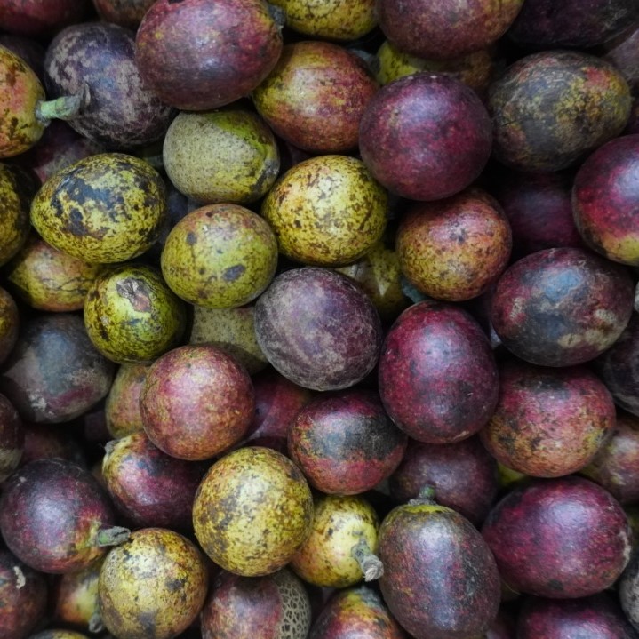 TRITON NUSANTARA TANGGUH | Inaexport